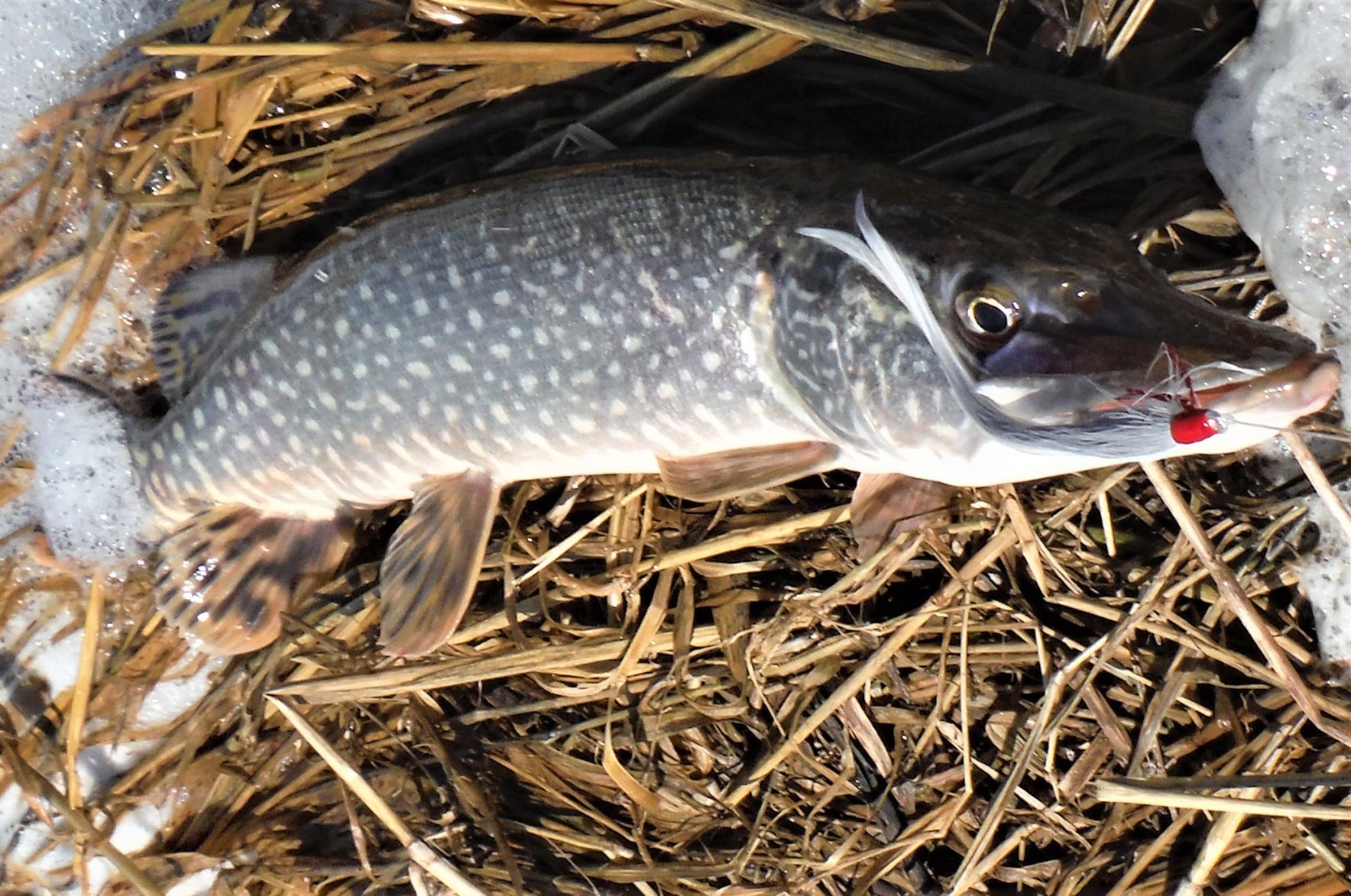 Spring rush: pike on the fly | News | capjournal.com