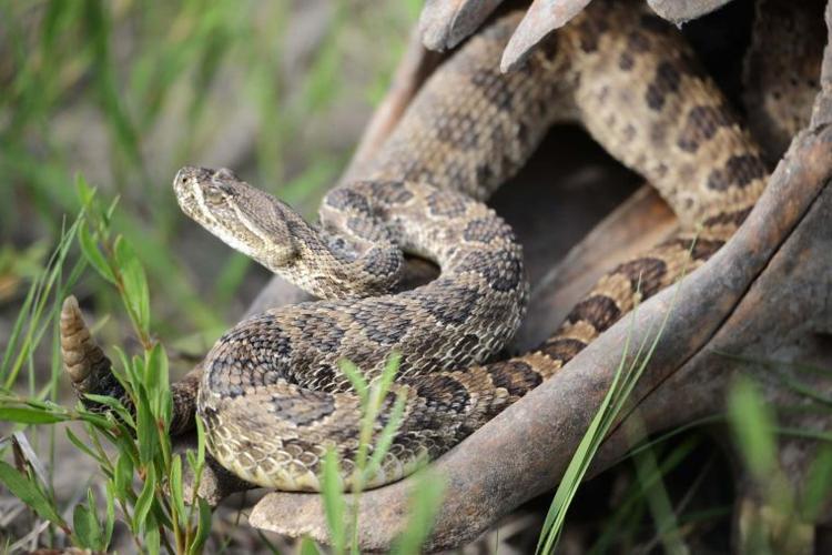 Rattlesnake photo shoot | Gallery | capjournal.com