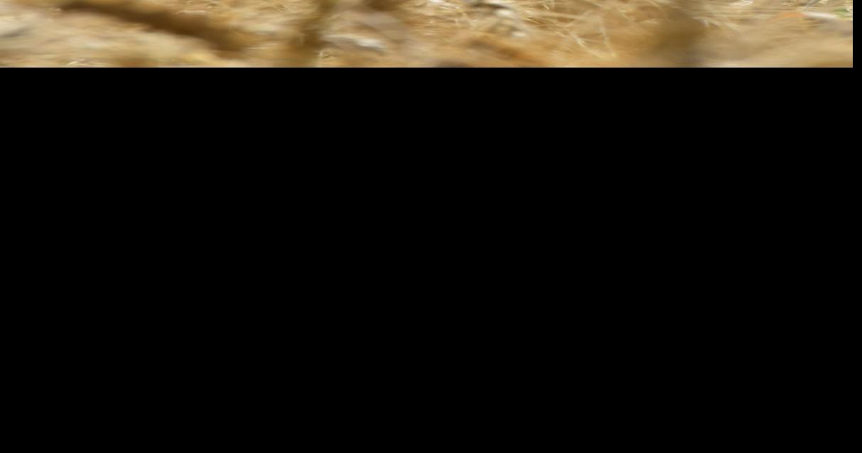 USDA: SD farmers to glean fewest acres of winter wheat since 1971 ...