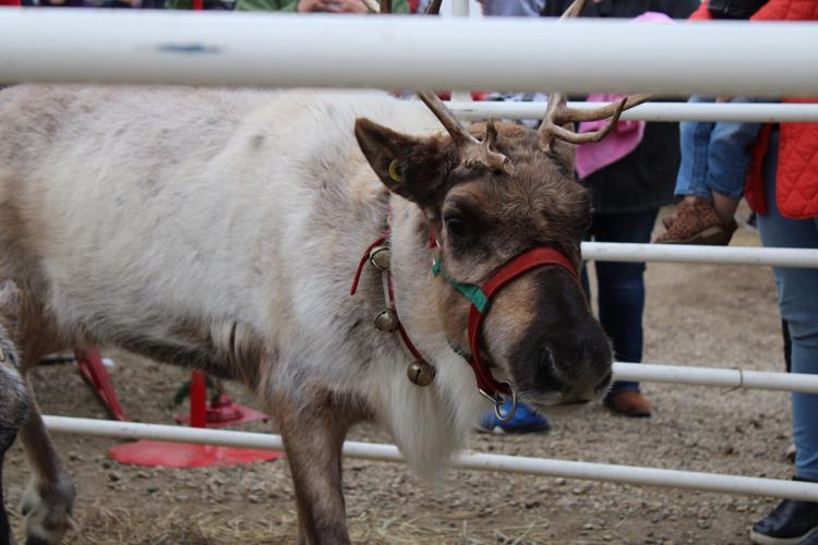 Santa’s reindeer visit Pierre | News | capjournal.com