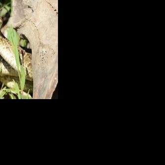 Researcher: Prairie rattlesnake bite packs powerful punch | News ...