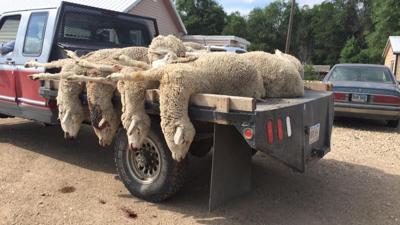 Sheep shot in rural Hughes County; reward offered | News | capjournal.com