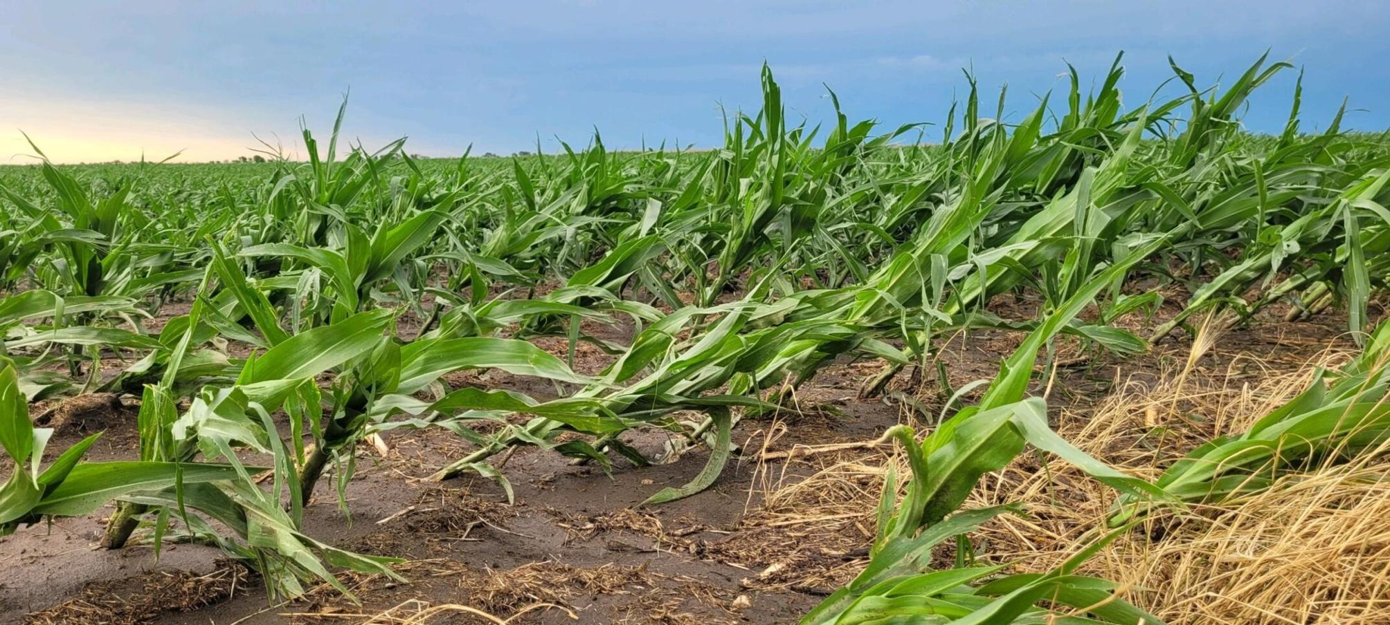Sow and Grow with Sara: Corn wind damage, Forage Field Day | News ...