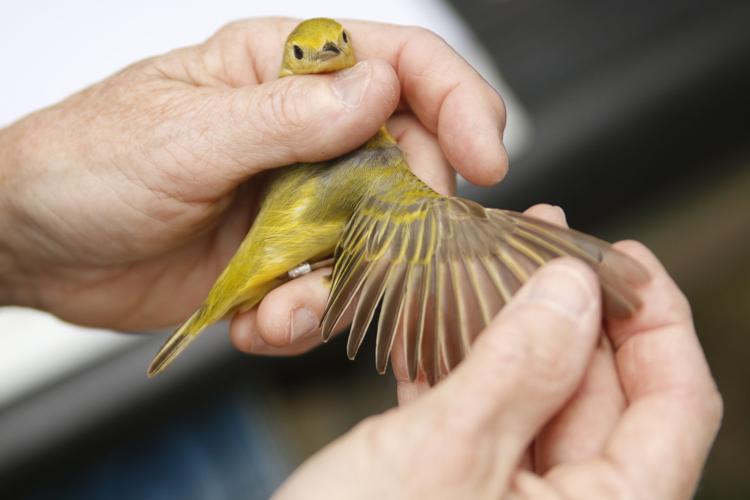 Banding the singing birds | News | capjournal.com