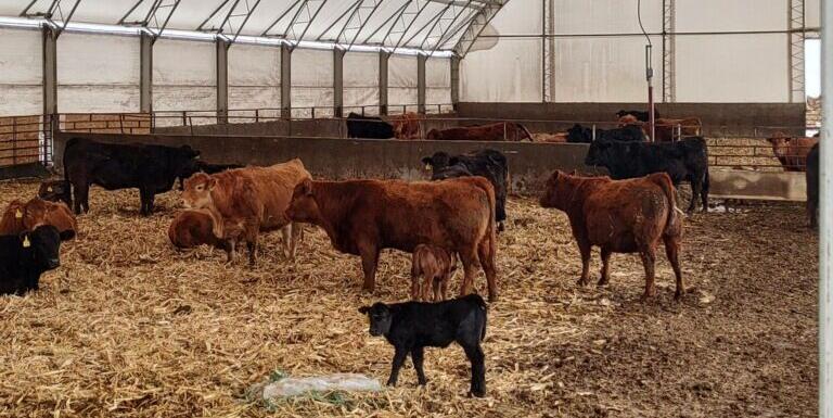 Ranchers fight historic blizzards while calving | News | capjournal.com