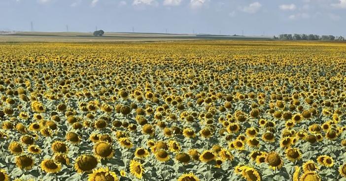 Varied rainfall brings mixed package for producers statewide | News | capjournal.com