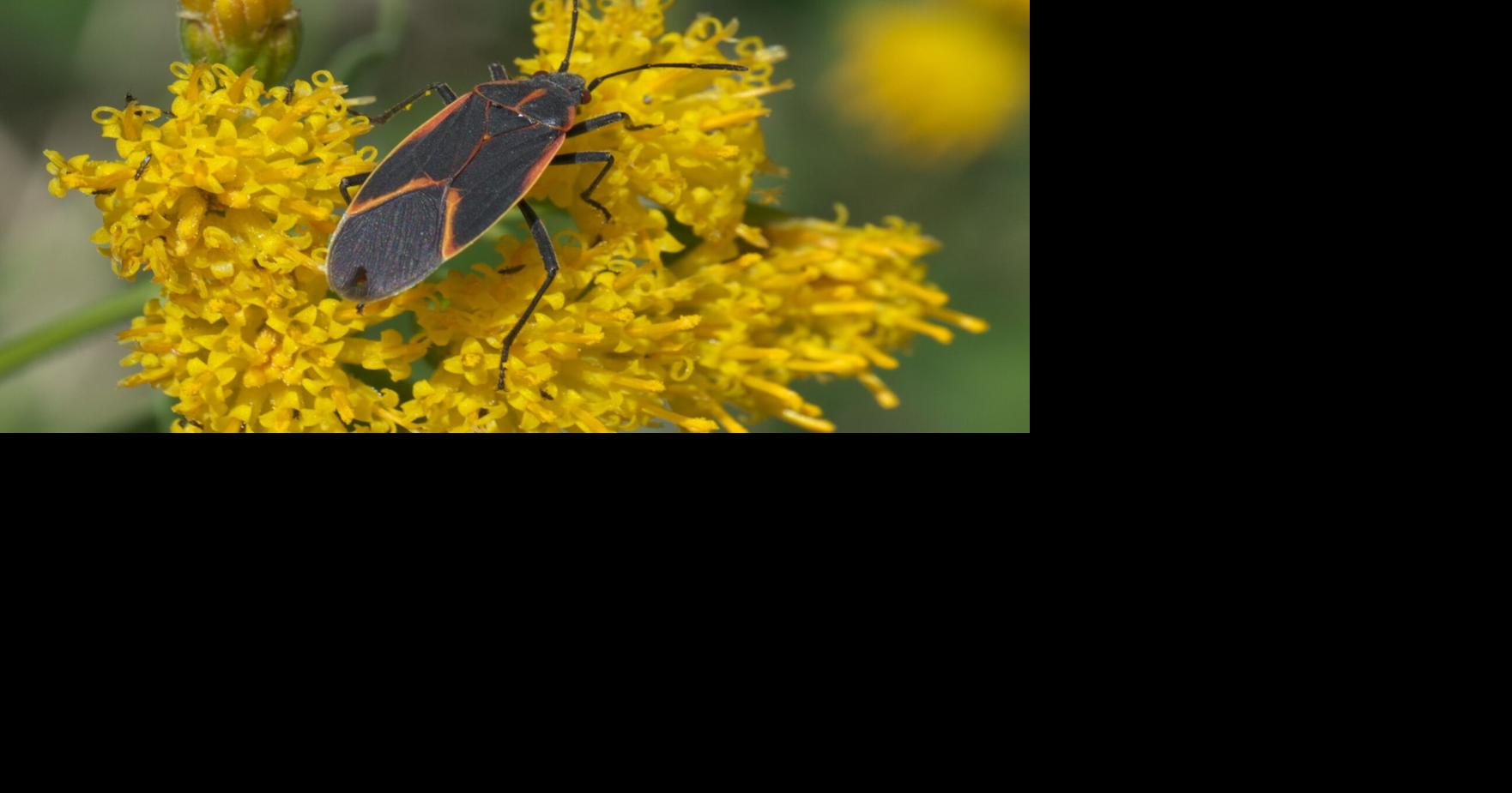Protecting your home from fall invaders | News | capjournal.com