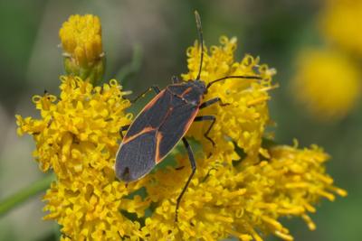 Protecting your home from fall invaders | News | capjournal.com
