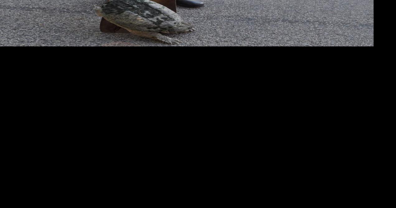 Pierre police officer gets snapper off the street | Local News ...