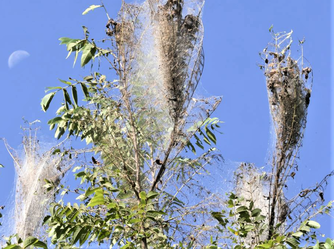 Webs in the Trees | Community | capjournal.com
