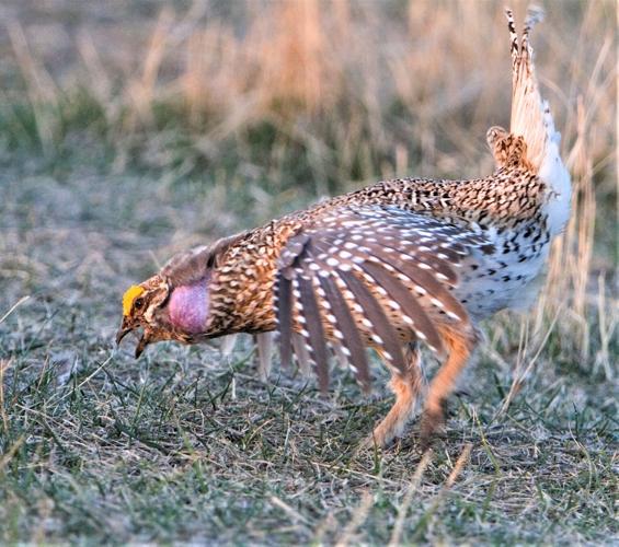 Prairie grouse seasons a mixed bag due to heat, drought | News ...