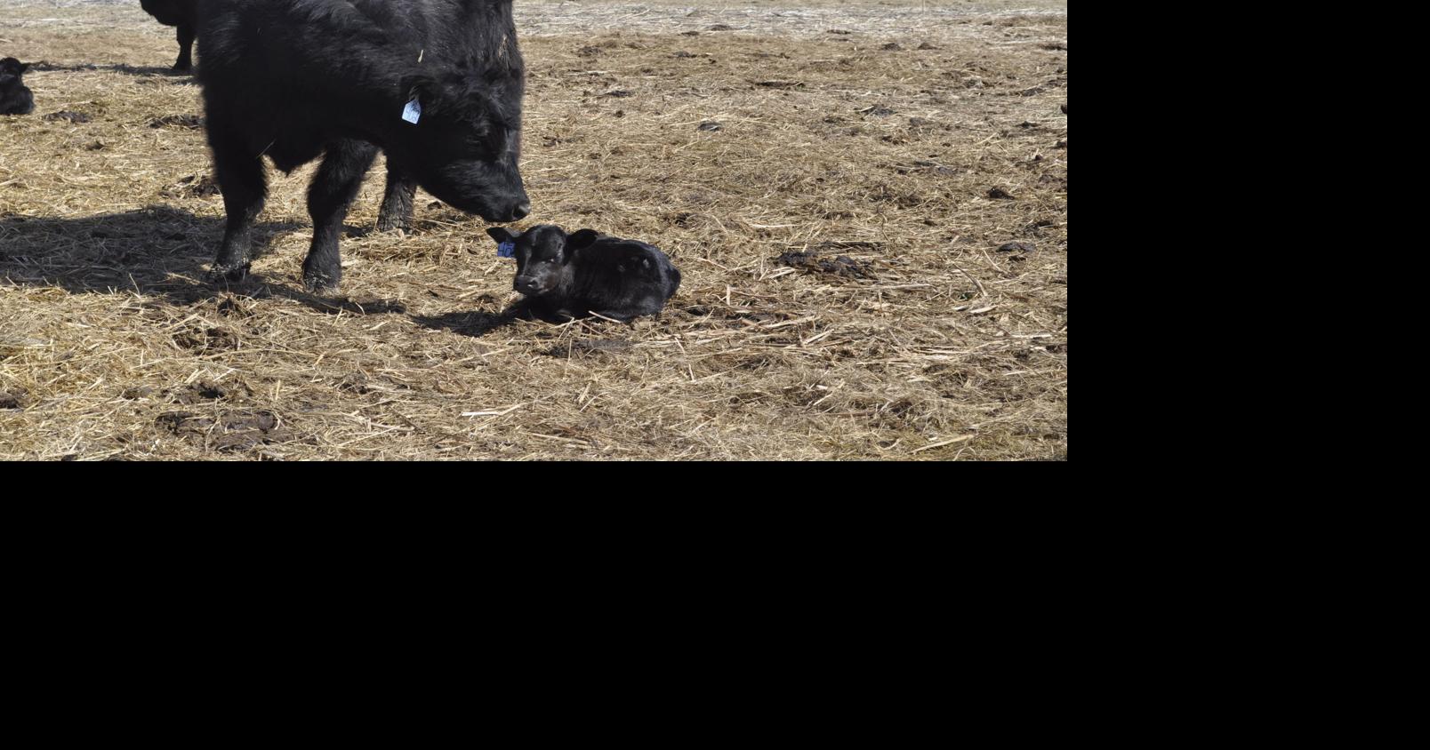 Calving issues: what producers have to do to get a calf on the ground ...