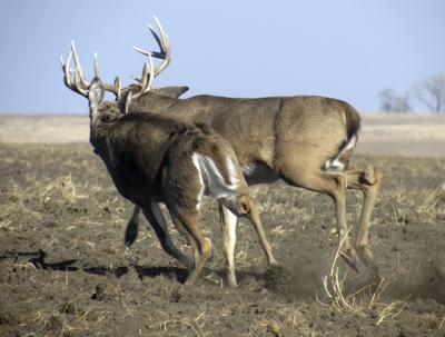 Hunters bag 2 bucks locked by the antlers NE of Gettysburg, SD | Local ...