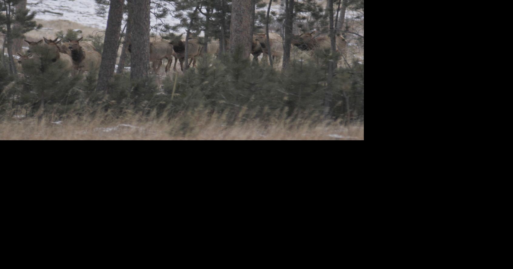 Landowners seek changes to elk depredation hunts | News | capjournal.com