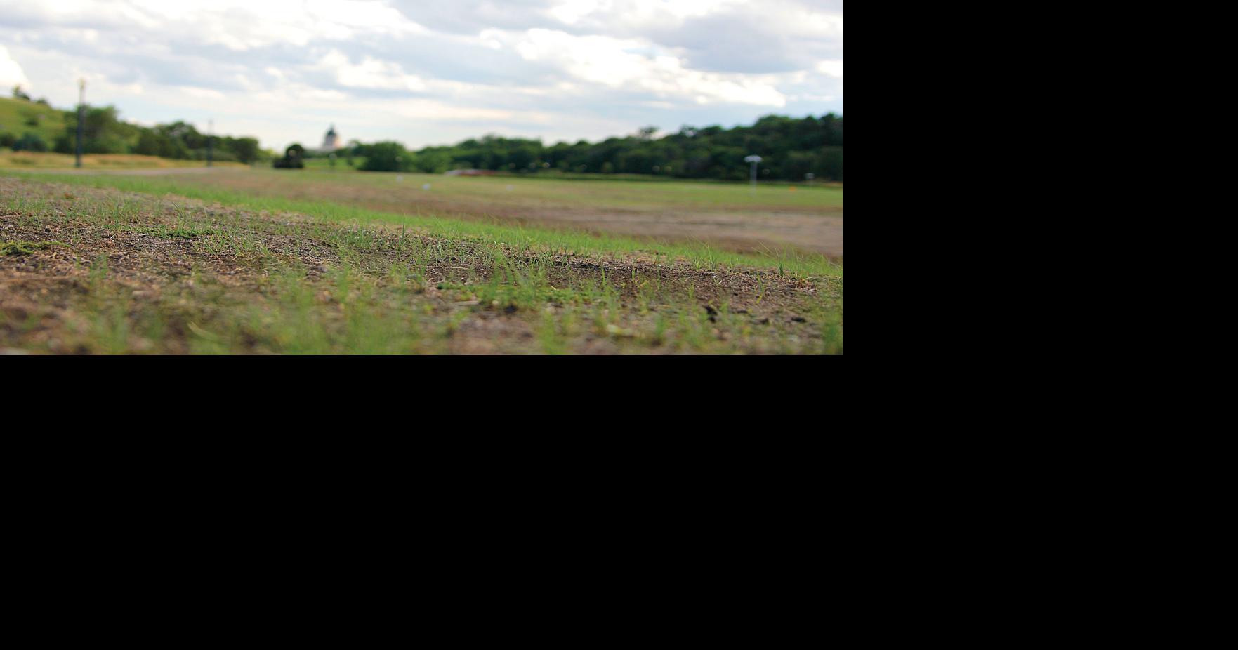 Rows of green grass return to replanted piece of Hilger’s Gulch | News ...