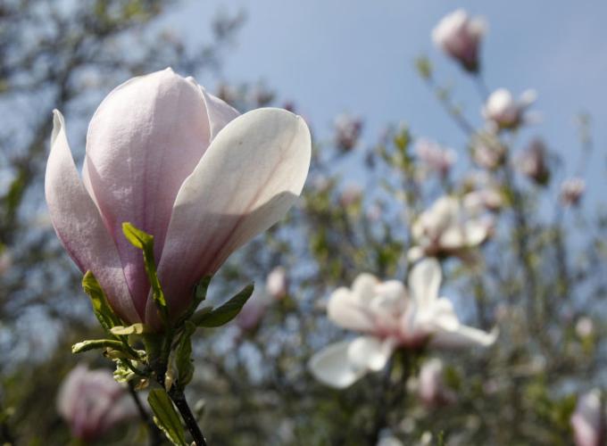 Photos: UW Arboretum flowers, trees in full bloom | Local News ...