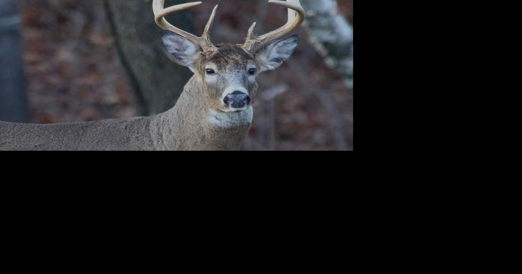 Amid hunting season, CWD spread, Wisconsin weighs deer policies ...