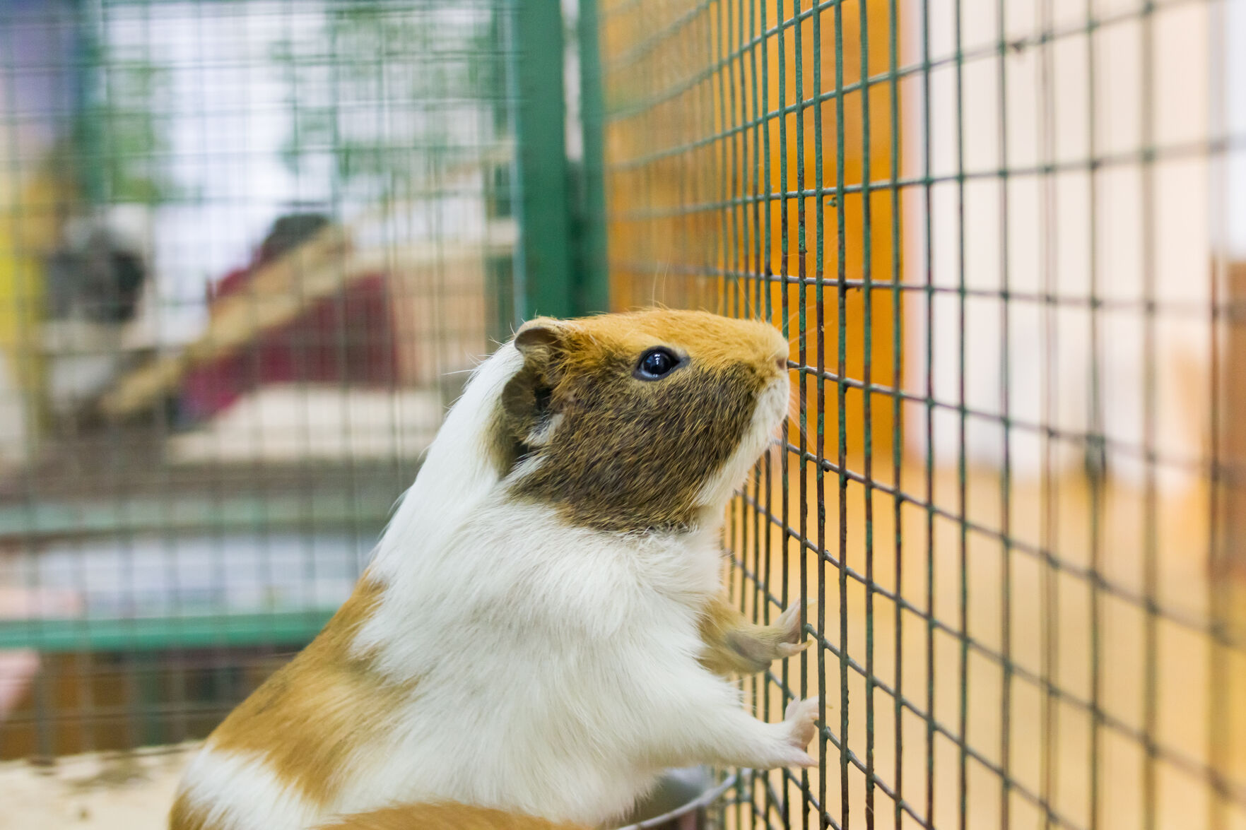 How a Madison woman’s love for a guinea pig led to a jail sentence ...
