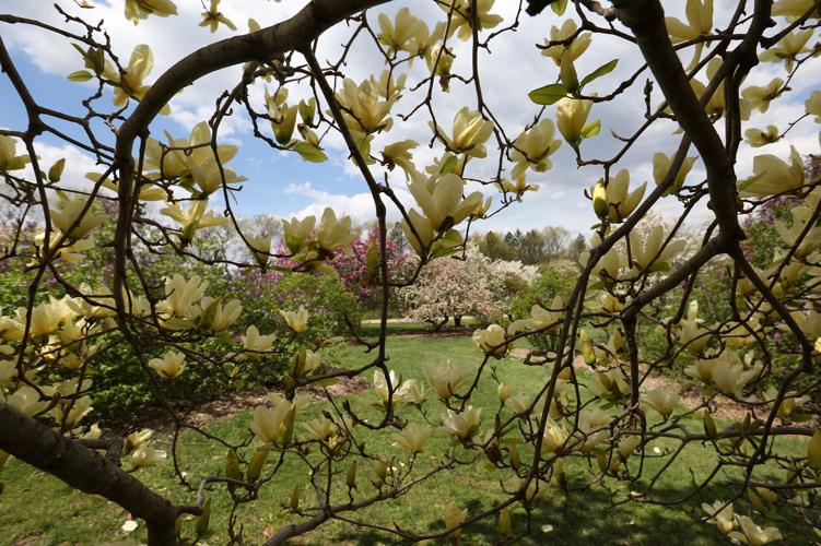 Photos: Spring in bloom at the UW Arboretum | Local News | captimes.com