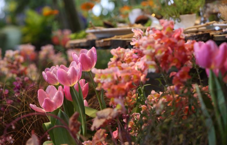 Photos: Spring Flower Show at Olbrich Botanical Gardens | Local News ...