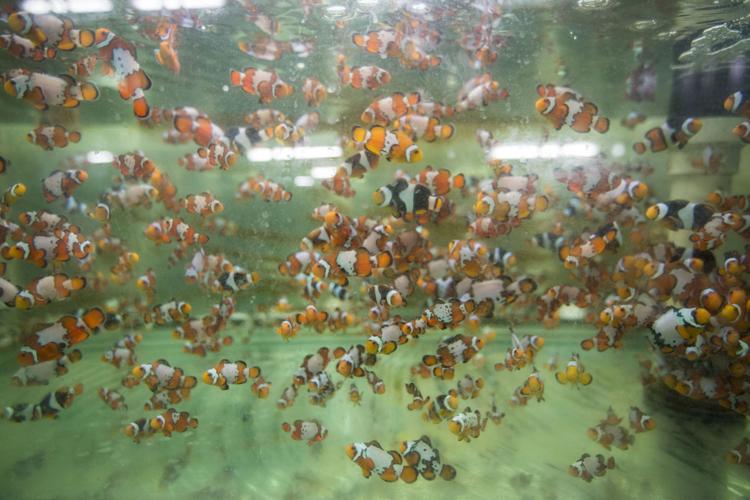 clownfish breeding system