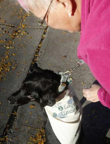 Photos: Dogtoberfest's Six-Legged Race | Local News | captimes.com