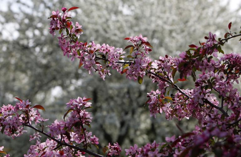 Photos: UW Arboretum flowers, trees in full bloom | Local News ...