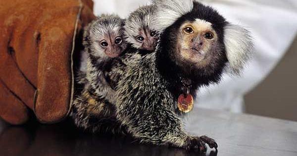 Give UW-Madison research primates sanctuary in retirement | Guest ...