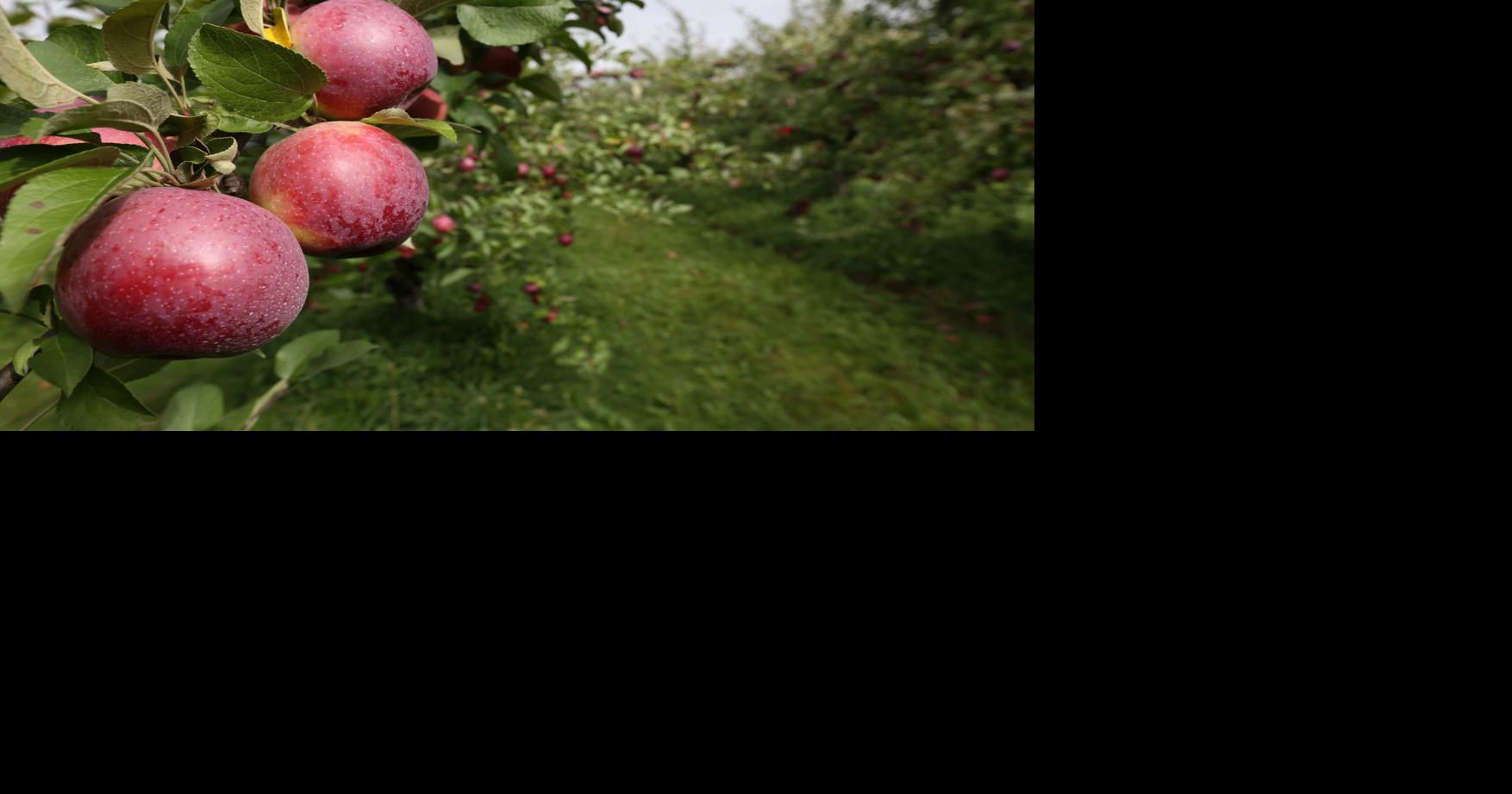 The Cider Farm hopes to open Madison's first cider tasting room by ...