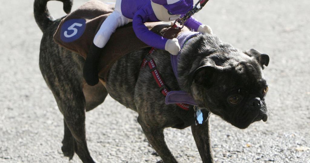 Photos: Dogtoberfest's Six-Legged Race | Local News | captimes.com