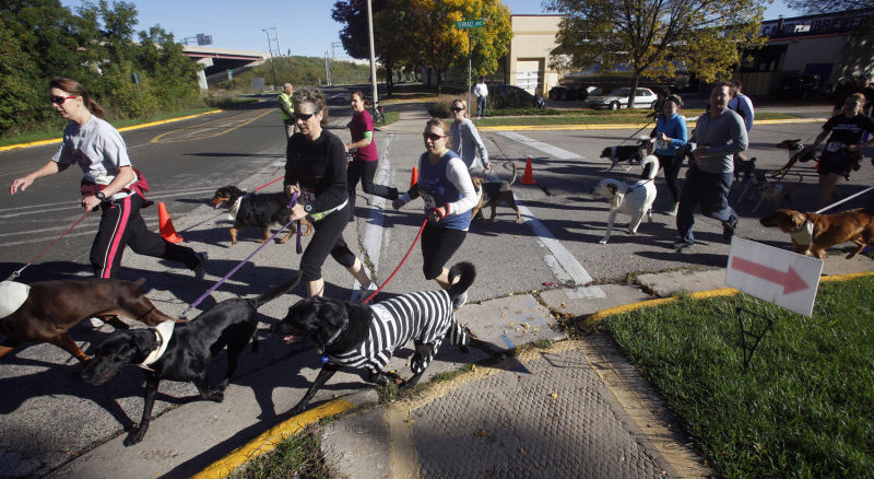 Photos: Dogtoberfest's Six-Legged Race | Local News | captimes.com