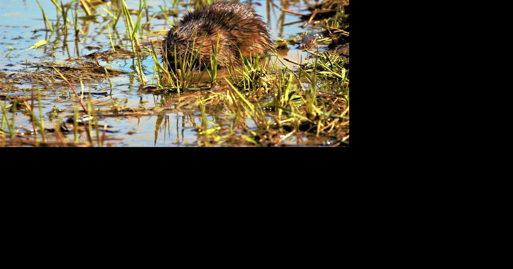 No muskrat love: Assembly approves bill allowing DNR to shoot highway ...