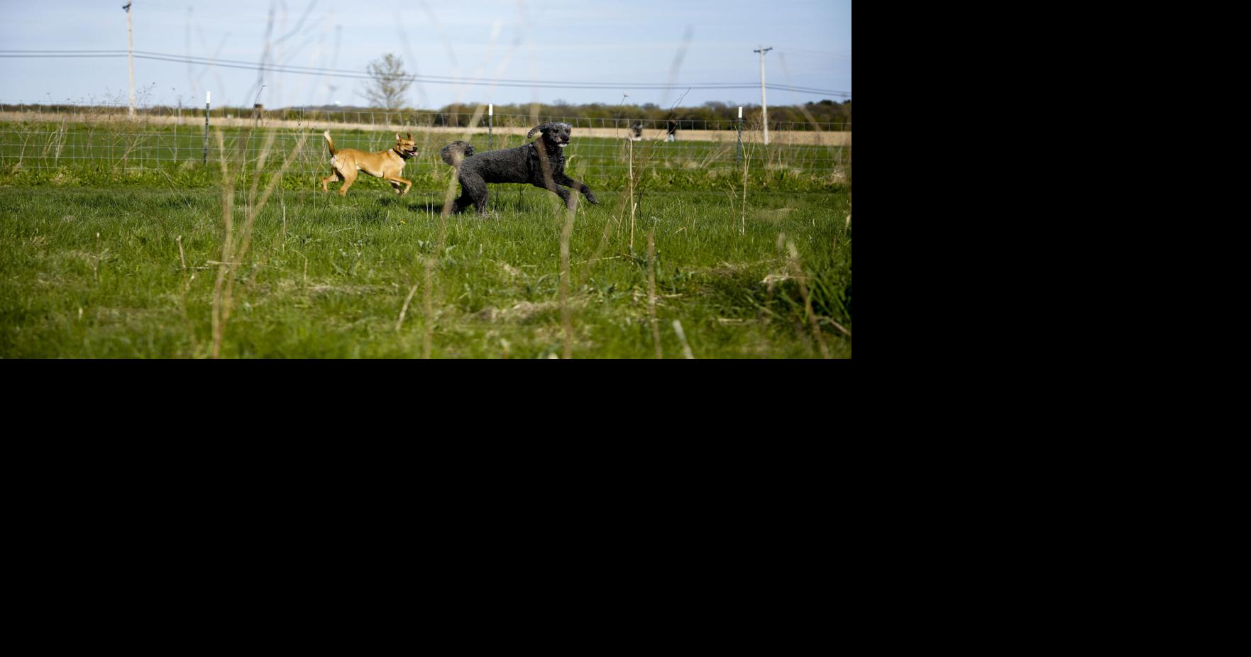 Madison dogs will now be allowed in more parks than ever | Government ...