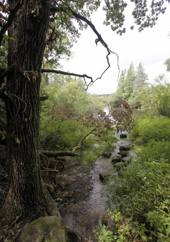 Photos: A walk along the UW Arboretum trails | Local News | captimes.com