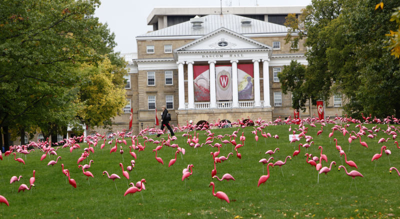 Photos: Pink flamingos 'Fill the Hill' | Local News | captimes.com