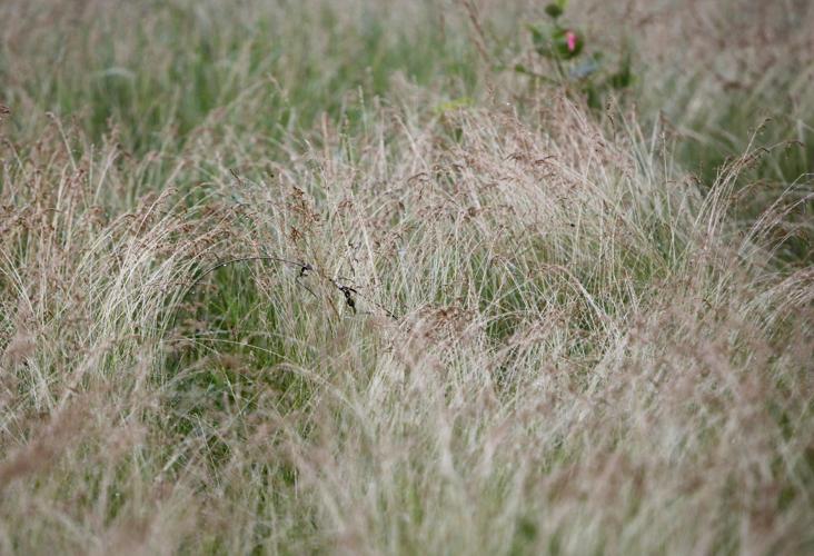 Photos: Checking fox and coyote traps with the UW Urban Canid Project ...