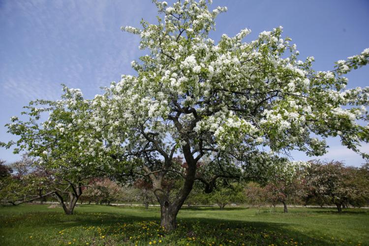 Photos: UW Arboretum flowers, trees in full bloom | Local News ...