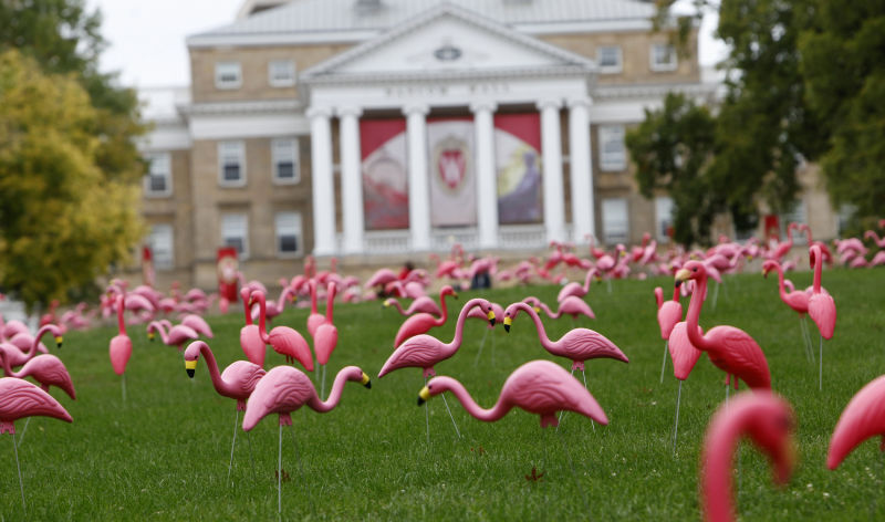 Photos: Pink flamingos 'Fill the Hill' | Local News | captimes.com