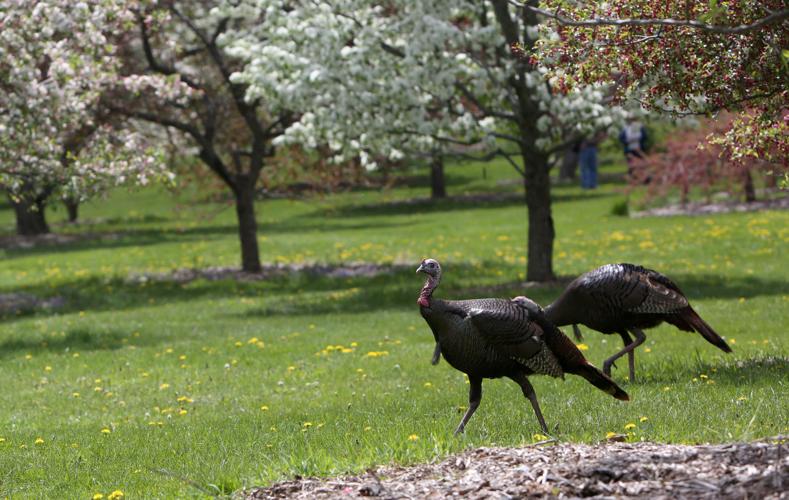 Photos: Spring in bloom at the UW Arboretum | Local News | captimes.com