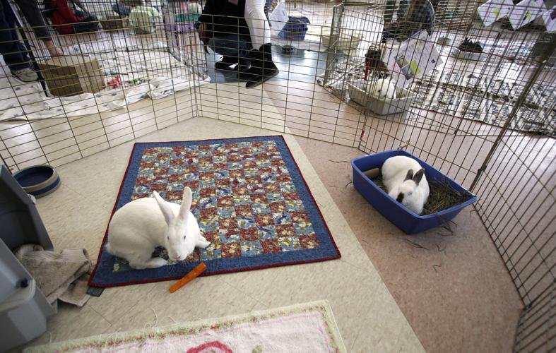 Photos: Bunny Bunanza at Humane Society | Local News | captimes.com
