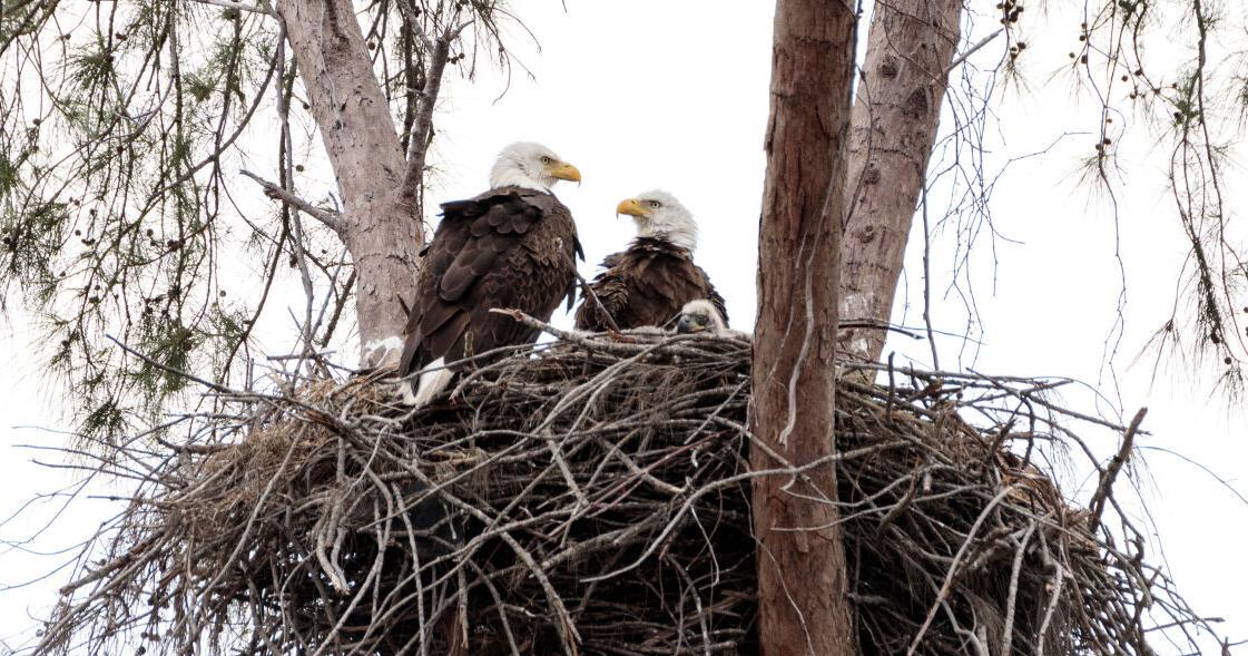 Things to do in Madison: Eagle nest watching, Latino Art Fair and more ...
