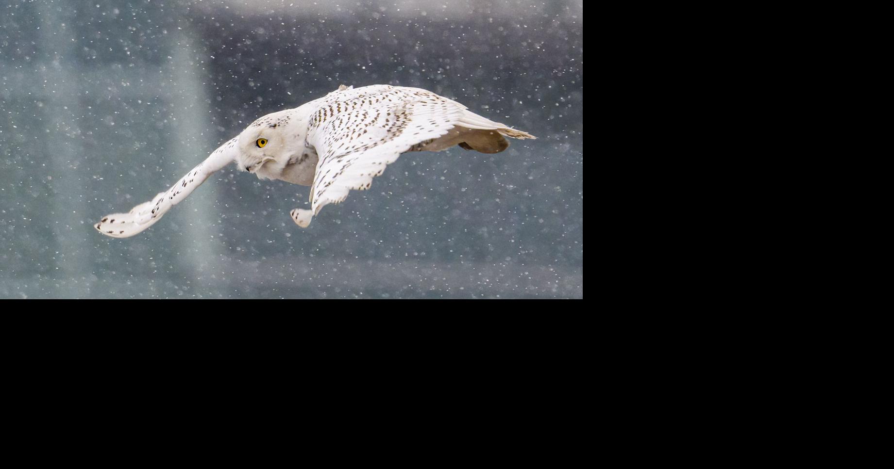 PHOTOS: Snowy owls land in Madison | News | captimes.com