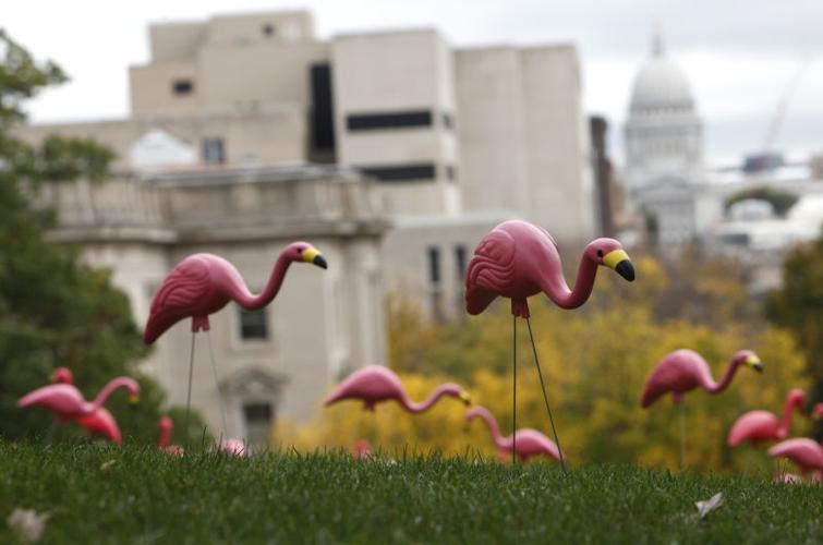 Photos: Pink flamingos 'Fill the Hill' | Local News | captimes.com