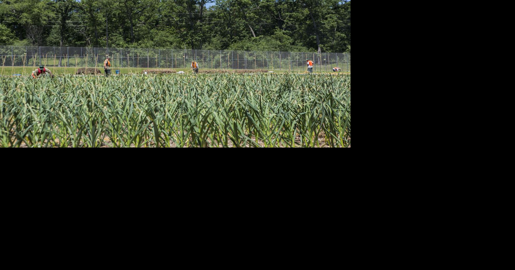 Prison horticulture program cultivates relationships between Oakhill ...