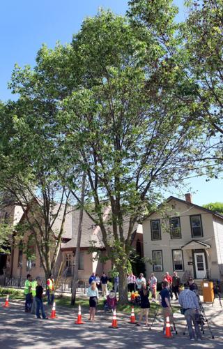 Photos: Ash tree chemical injection demonstration | Local News ...