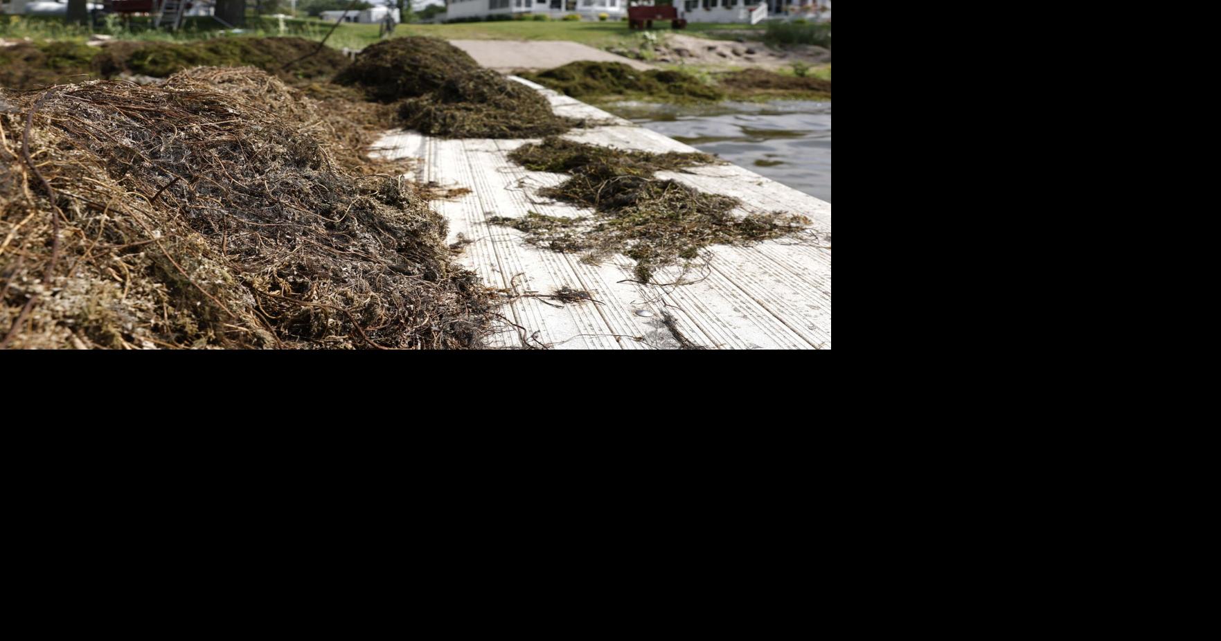 Wisconsin lakes struggling against invasive species | News | captimes.com