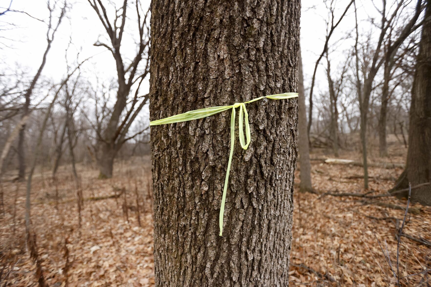 Madison trees: Residents protest a ‘silent deforestation’ | Government ...