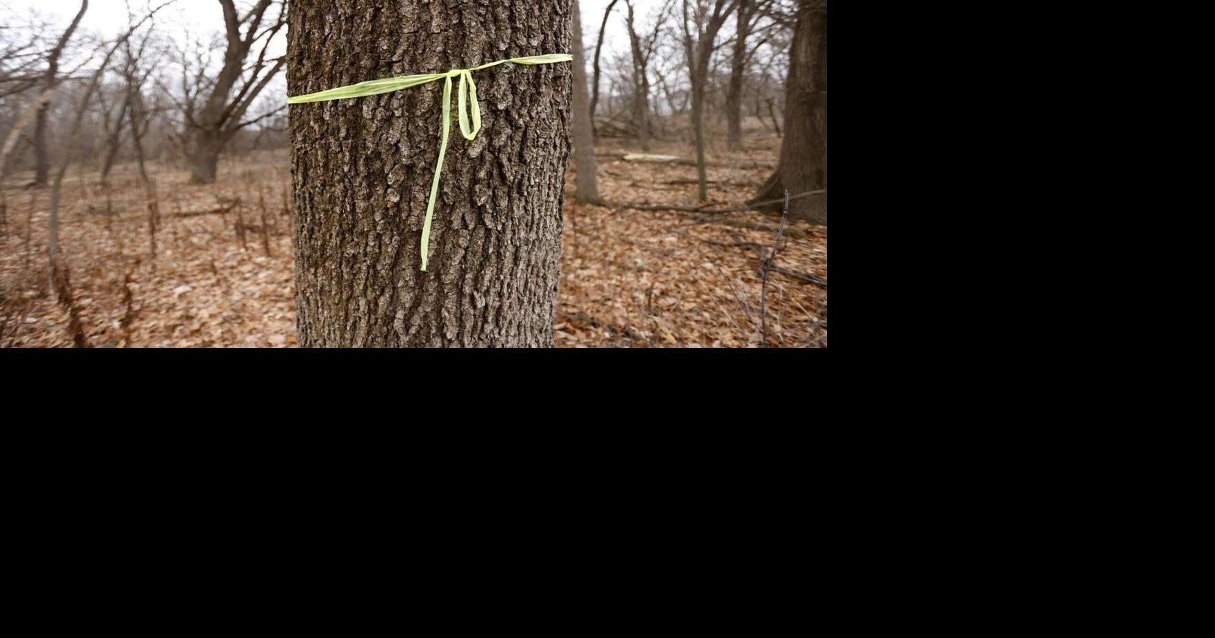 Madison trees: Residents protest a ‘silent deforestation’ | Government ...