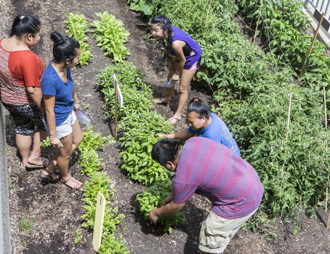 Bayview teens collect work experience, fresh produce at Meriter garden ...