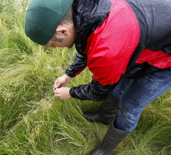 Photos: Checking fox and coyote traps with the UW Urban Canid Project ...